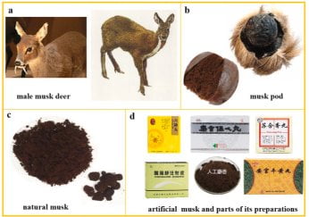 Exploring the Musk Scent What Musk Smell Like in Perfume?